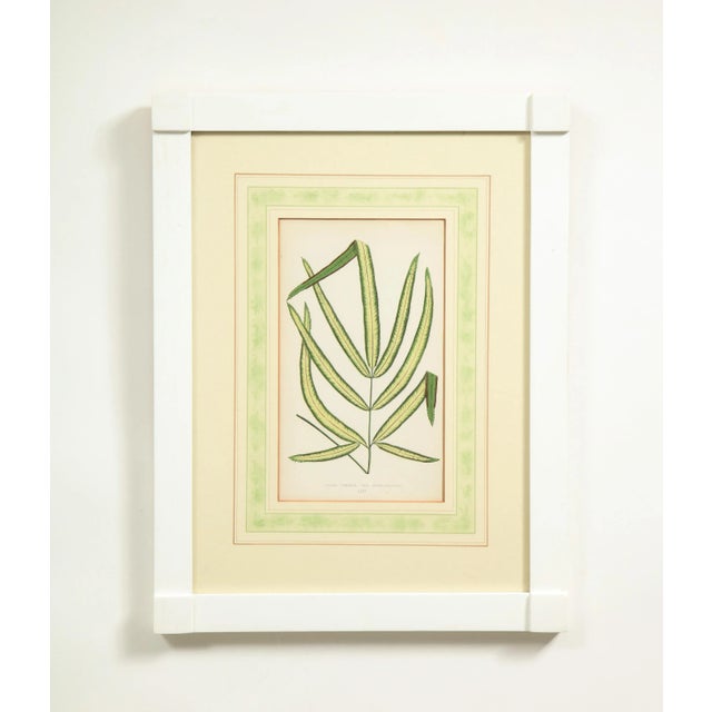 Edward Joseph Lowe Botanical Prints 1861- Set of 6 | Chairish