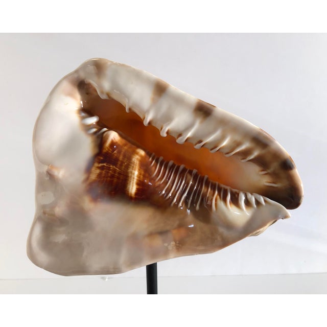 Trio Collection of Large Vintage Seashells on Iron Metal Displays ...