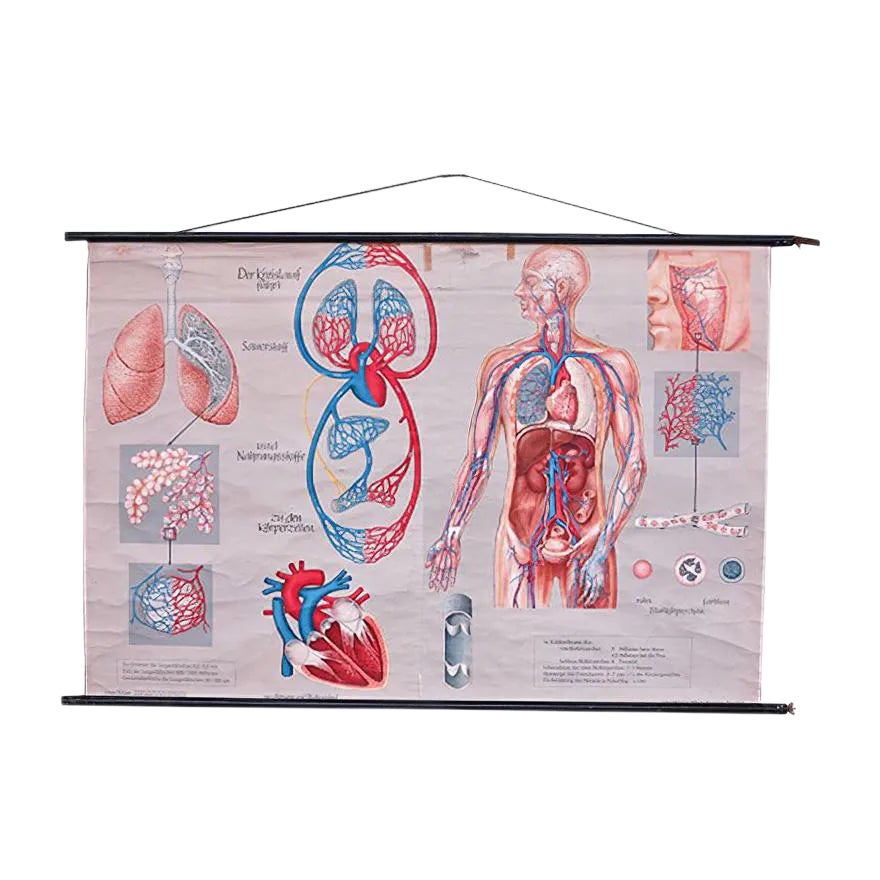 School Wall Map of the Human Body by Prof. Dr. med. W. Blotevogel for ...