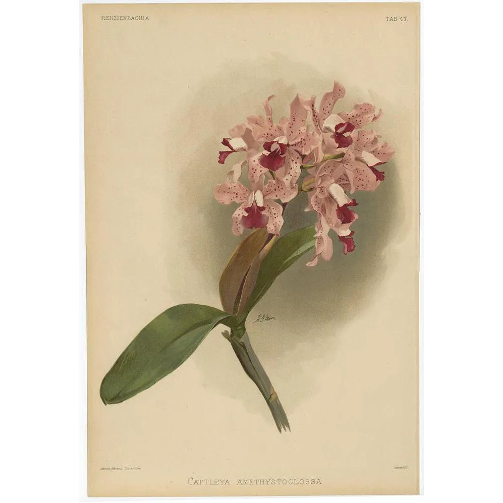 Orchid, 1888, Paper | Chairish