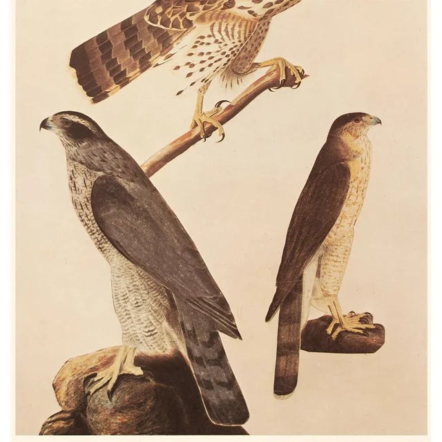 Goshawk After John J. Audubon, 1966 American Classical Print | Chairish