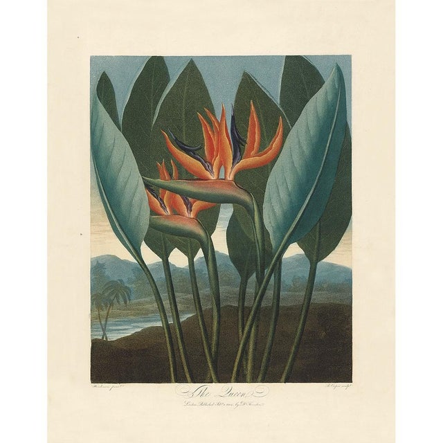 Thornton Pl. 11, the Queen Print | Chairish