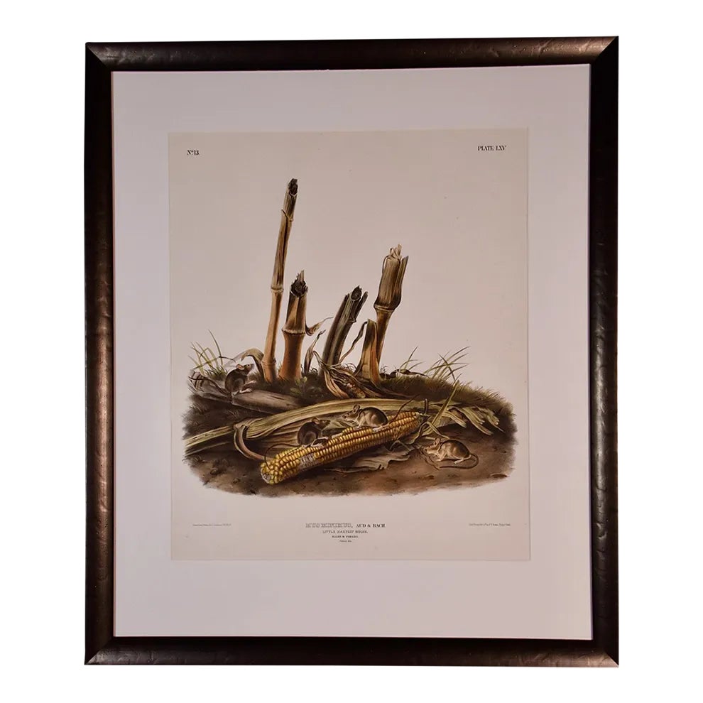 John James Audubon "Little Harvest Mouse": A Framed Original Audubon ...