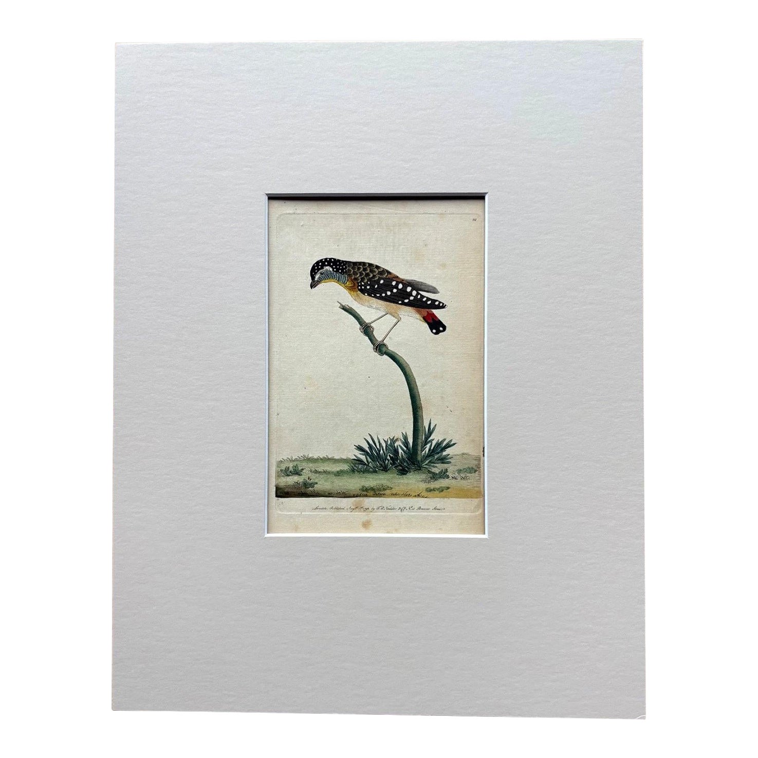 Shaw & Nodder Hand Colored Copper Engraving, 1792 "Speckled Manakin" in ...
