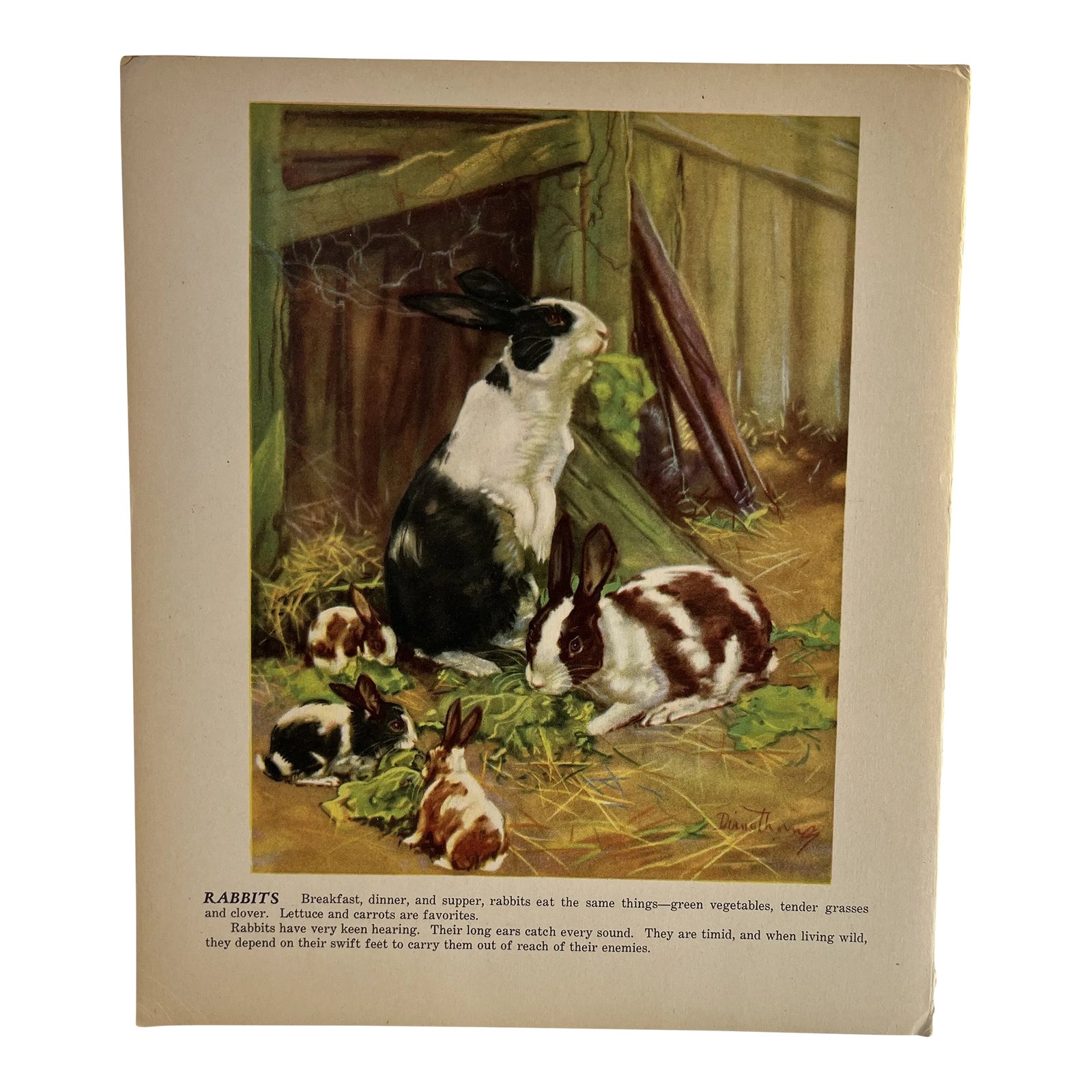 1940s Diana Thorne Rabbits Illustration Print | Chairish