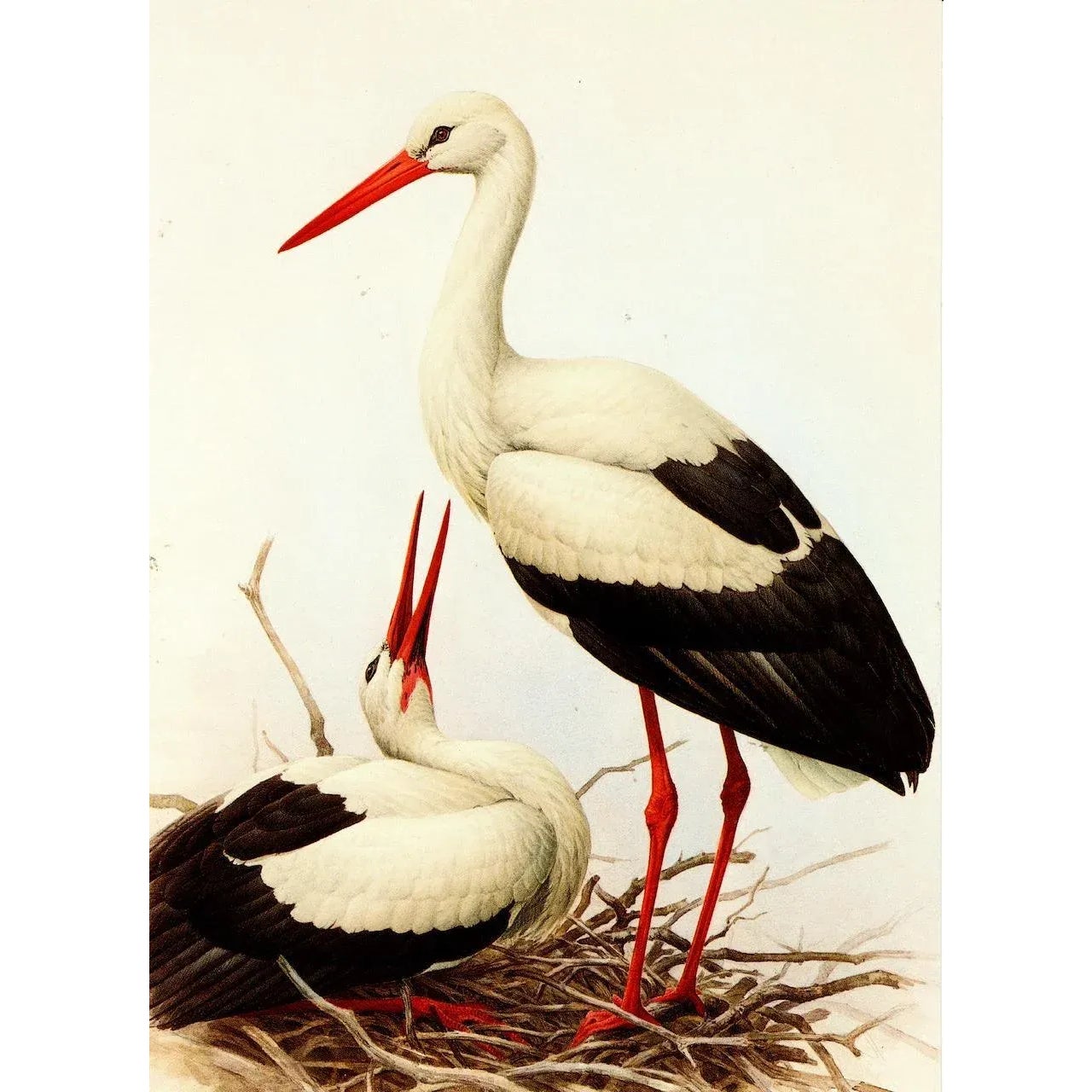 1995 Birds of China "White Stork" Portfolio Sample Print by J F ...