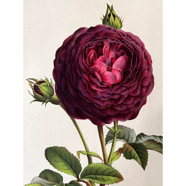 Original Antique French Floral Botanical the Roses of Provence by Van ...