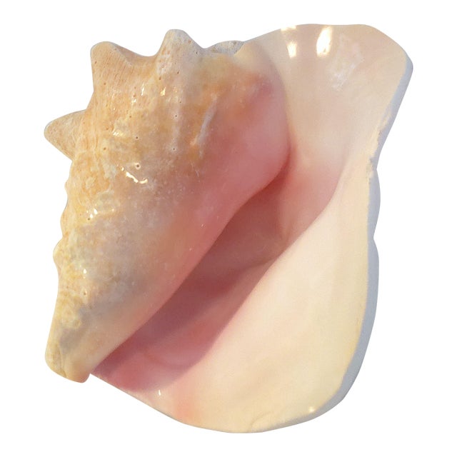 Large Pink Bahamian Queen Conch Shell | Chairish