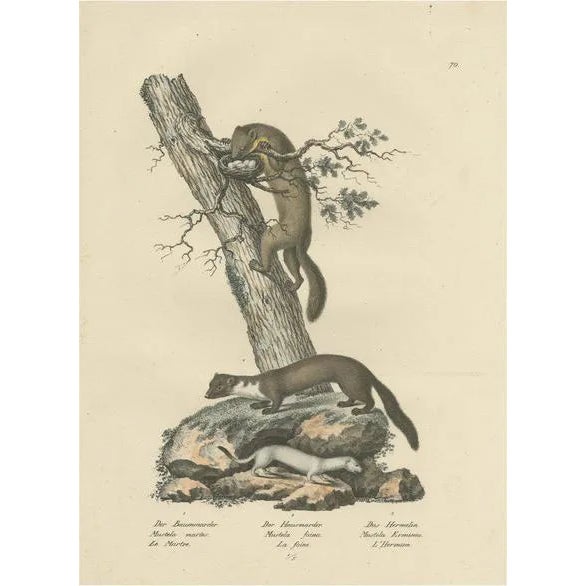 Brodtmann, A Pine Marten, Mink and Ermine, 1827, Print | Chairish