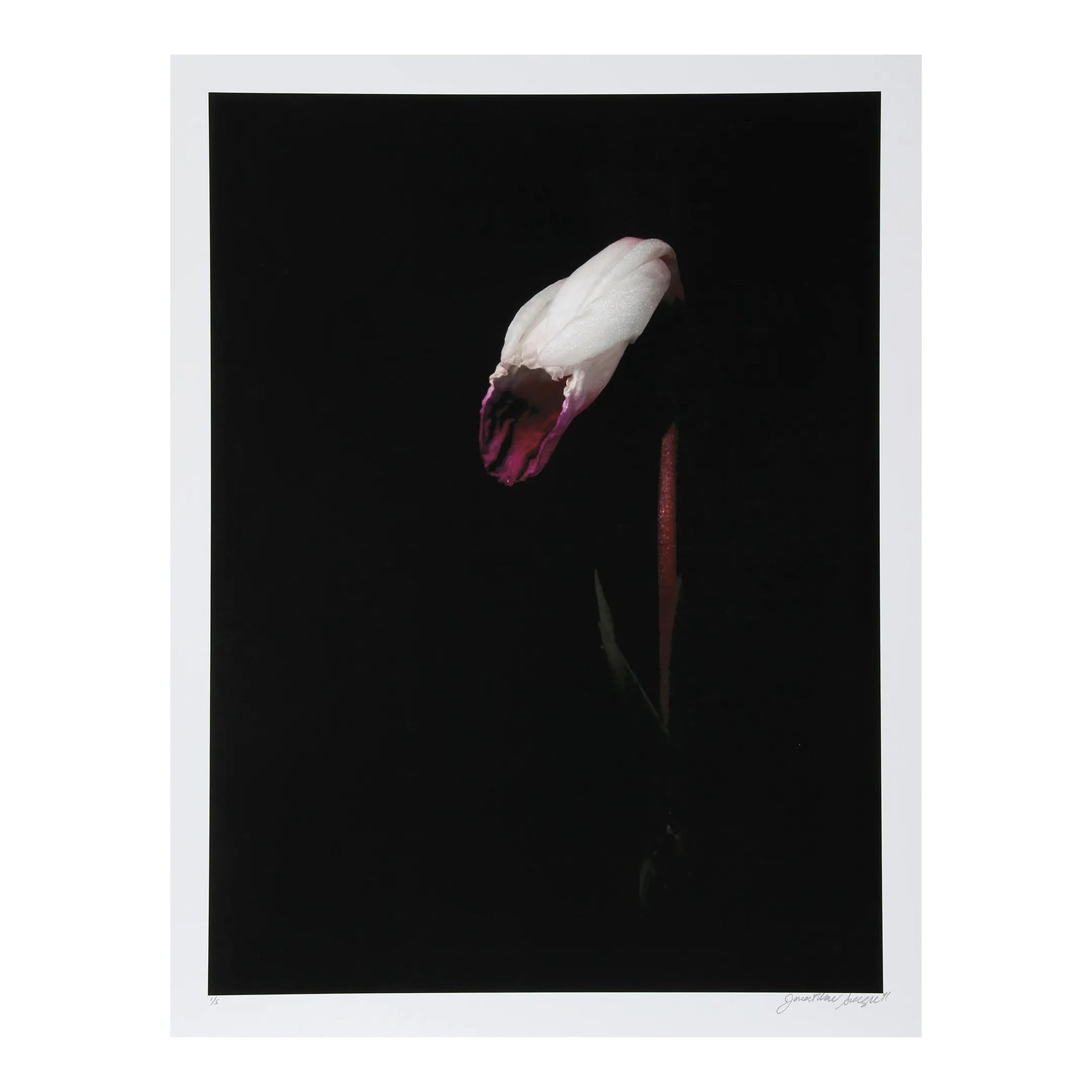 Purple and White Flower Wilting, Jonathan Singer | Chairish