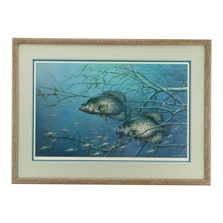 1980s Vintage Fishing Wall Art Jon Q. Wright "Tangled Cover Crappie ...