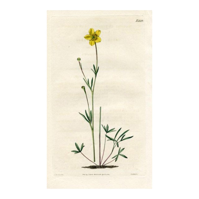 1823, Buttercup Botanical Print, Curtis's Botanical Magazine, Original ...