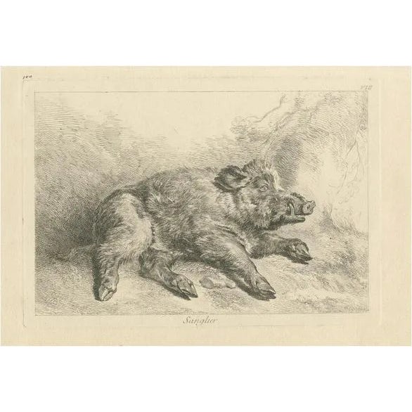 Resting Wild Boar, 1740, Paper | Chairish