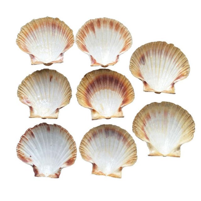 Sea Shell Appetizer Plates, Set of 8 | Chairish