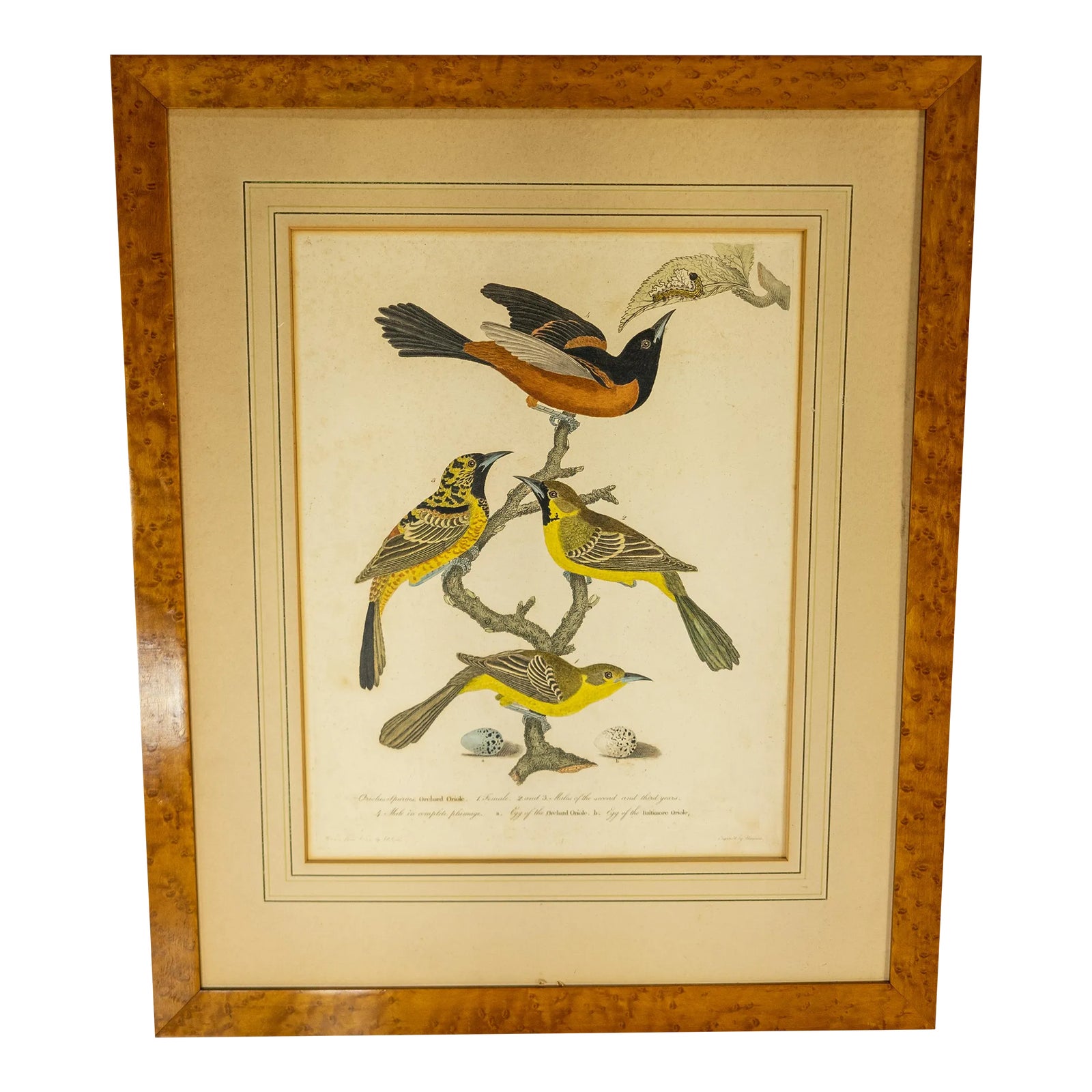 Early 19th Century Hand Colored Ornothological Engraving by Alexander ...