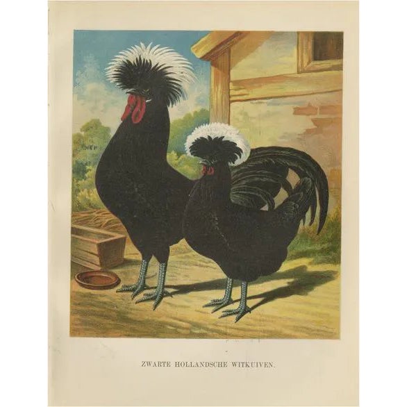 Dutch Black White-Crested Chicken, 19th Century, Paper | Chairish
