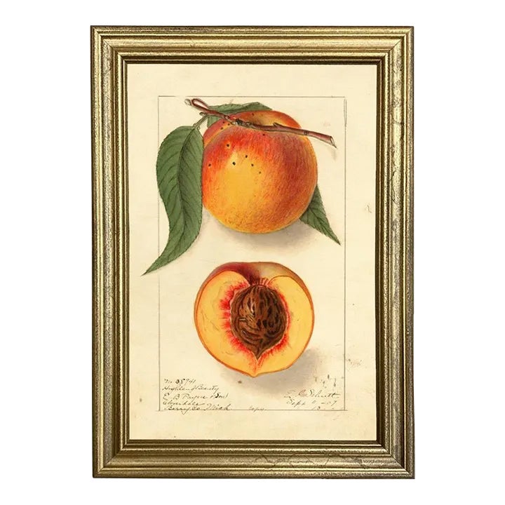 Peach "Highland Beauty" Botanical Framed Print | Chairish