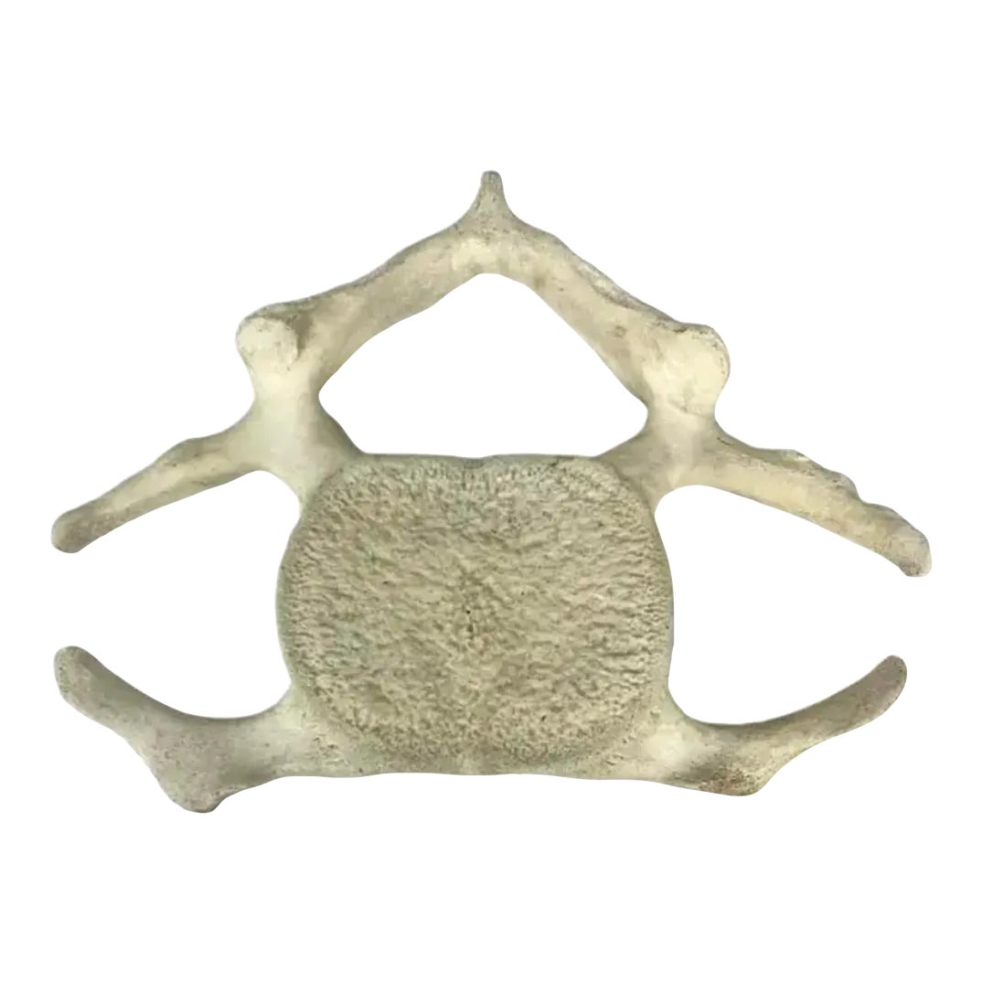 Fossilized Whale Vertebrae | Chairish