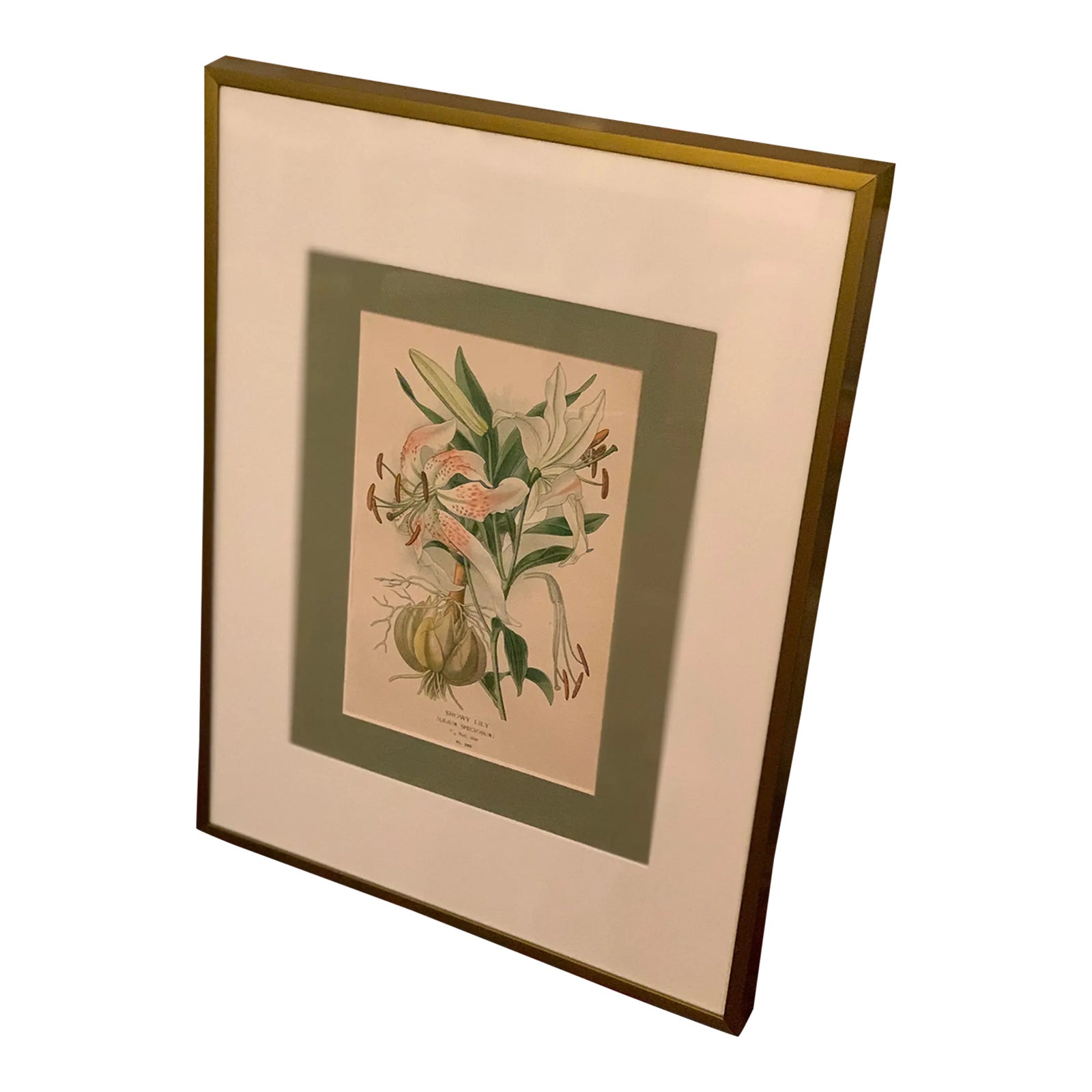 Great Lilies, Antique Hand-Colored Engraving in Gold Frame (1896 ...