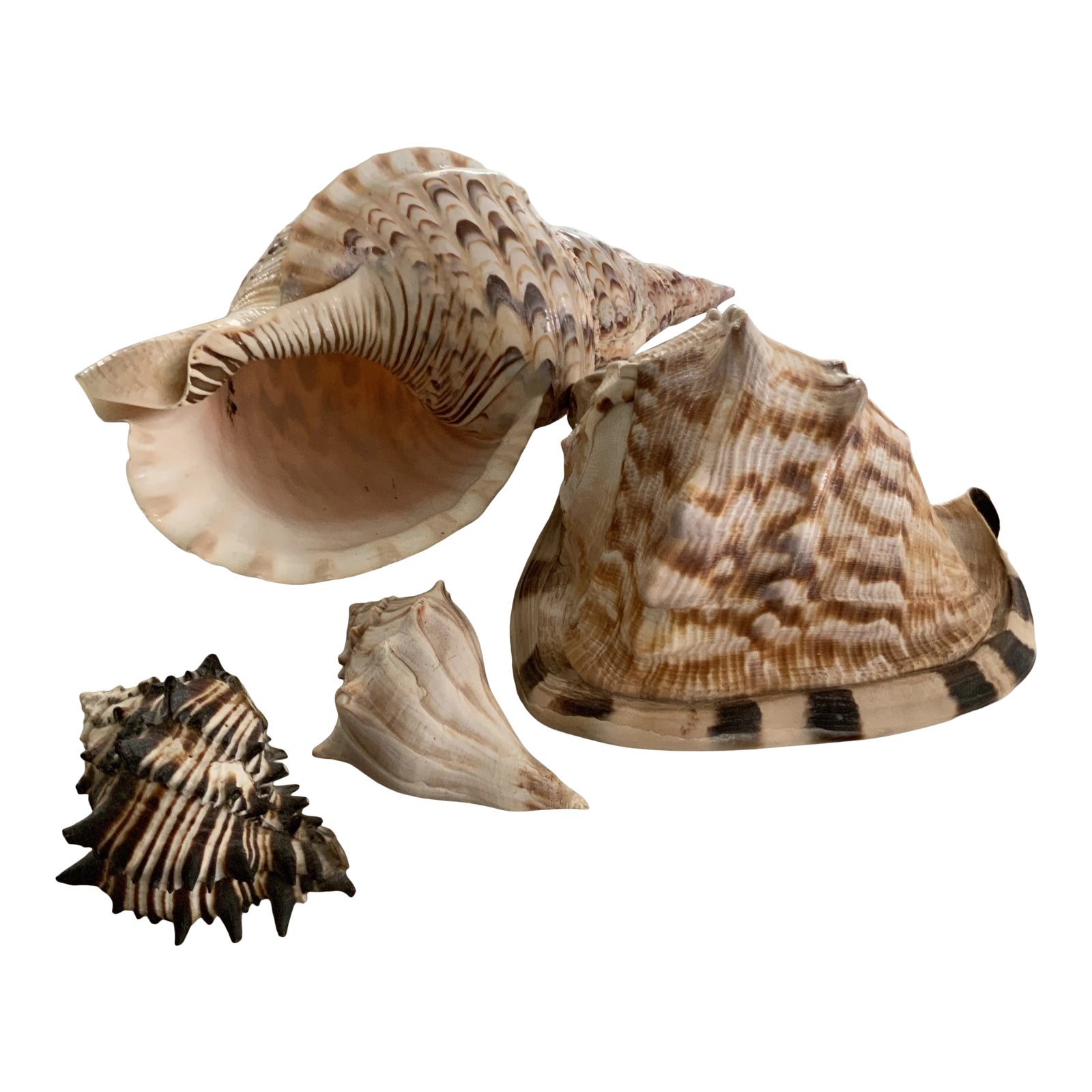 20th Century Coastal Seashell Collection - Set of 4 | Chairish