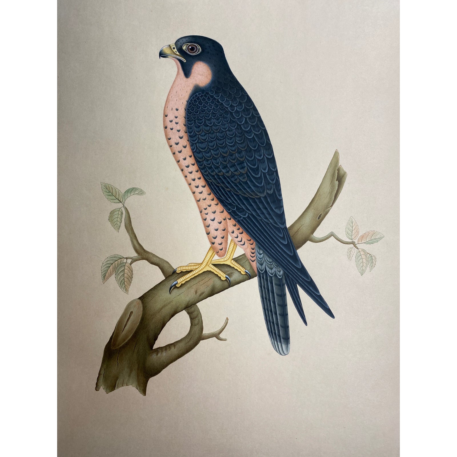 Folcon Miniature Painting on Paper | Chairish