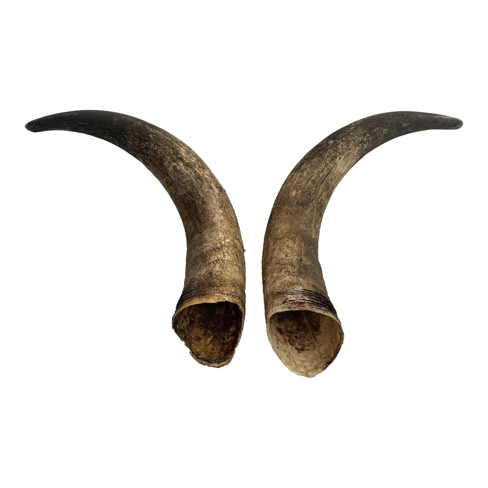 1960s Primitive Longhorn Bull Horns Southwest Décor - Set of 2 | Chairish