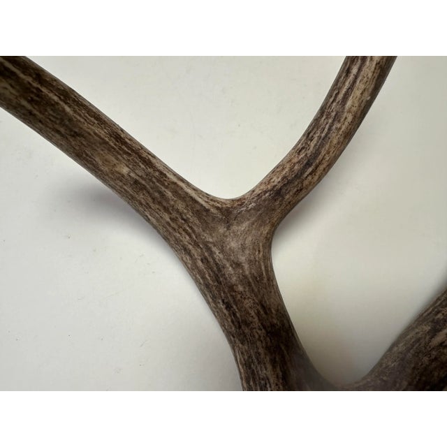 Vintage Natural 10-Point Deer Antlers | Chairish
