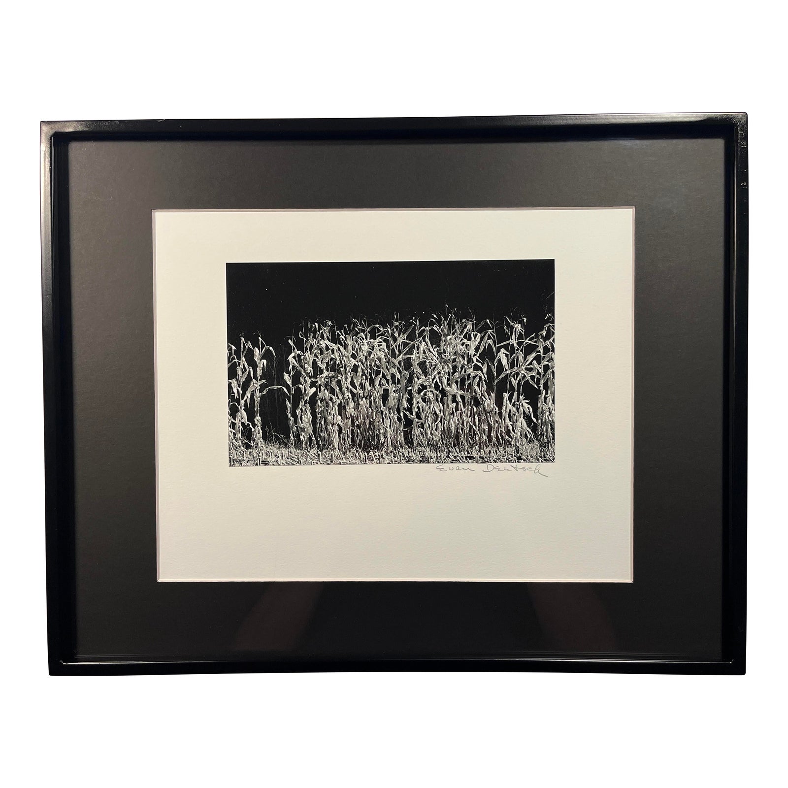 1994 Evan Deutsch Photographer "Corn" Signed Gelatin Photograph, Framed ...