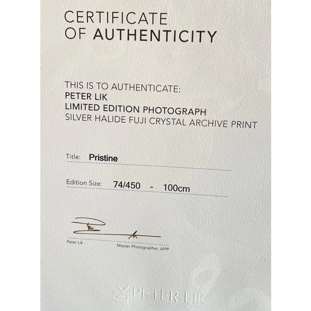 "Pristine" 74/450 Signed Limited Edition by Master Photographer Peter ...