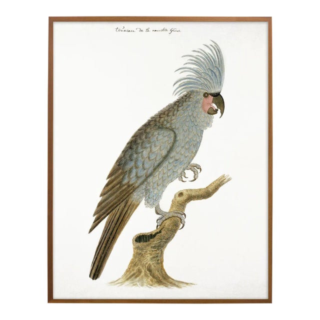 Cockatoo Bird Print | Chairish