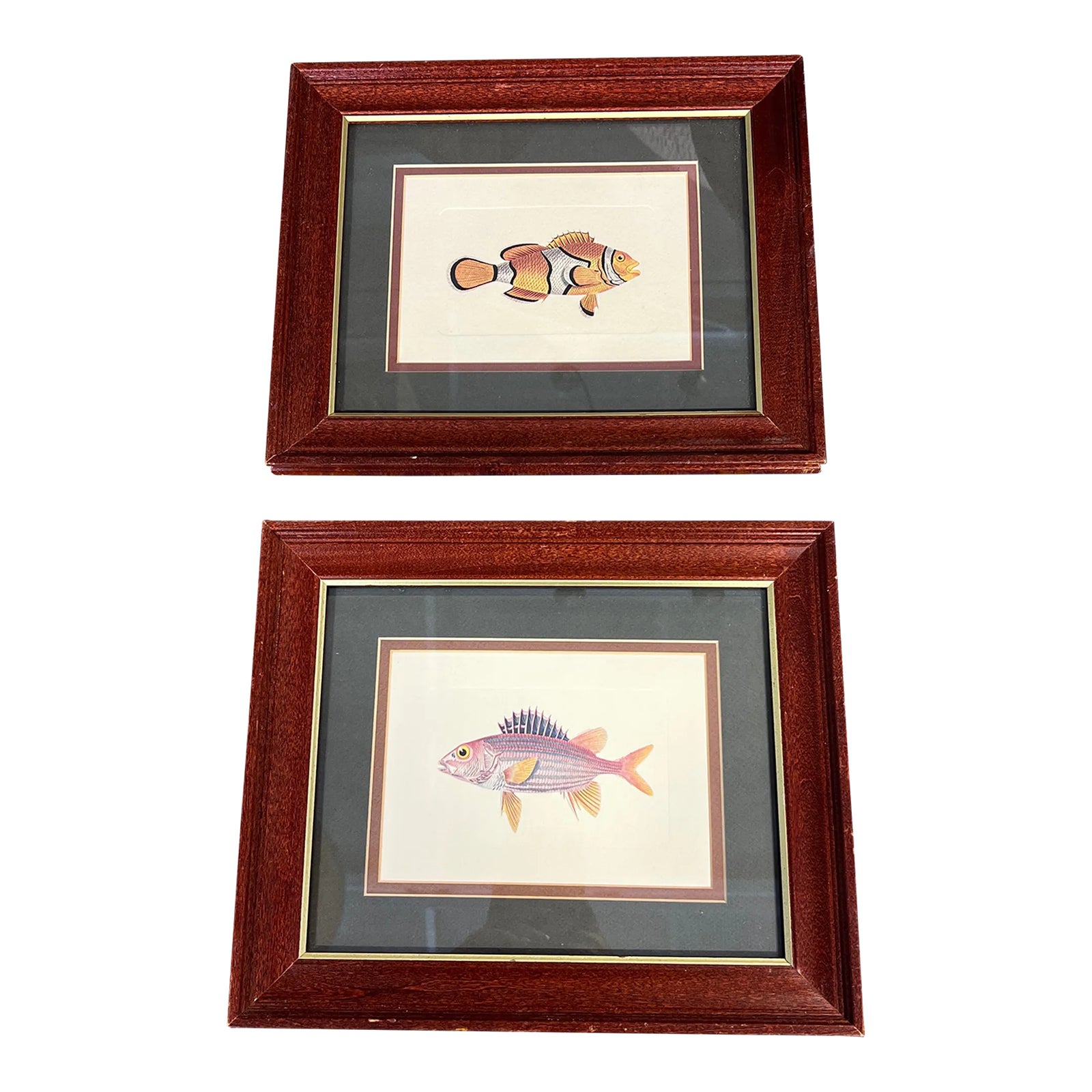 Vintage Pair of Framed Fish Prints | Chairish