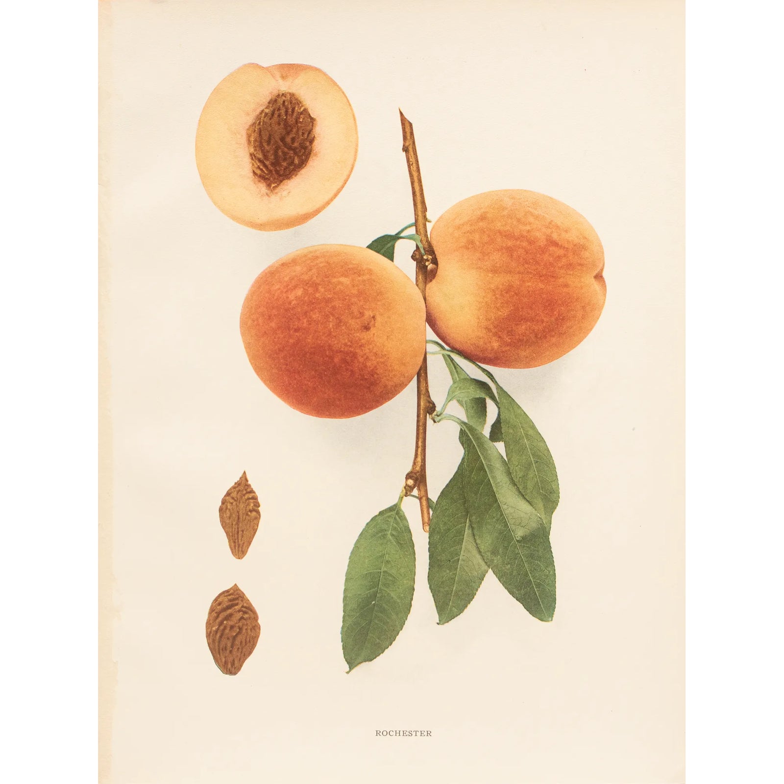 1900s U. P. Hedrick, Original Antique Photogravure of Rochester Peaches ...