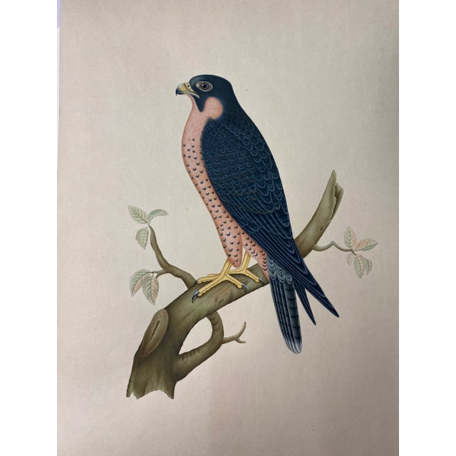 Folcon Miniature Painting on Paper , Original Hawk Artwork | Chairish