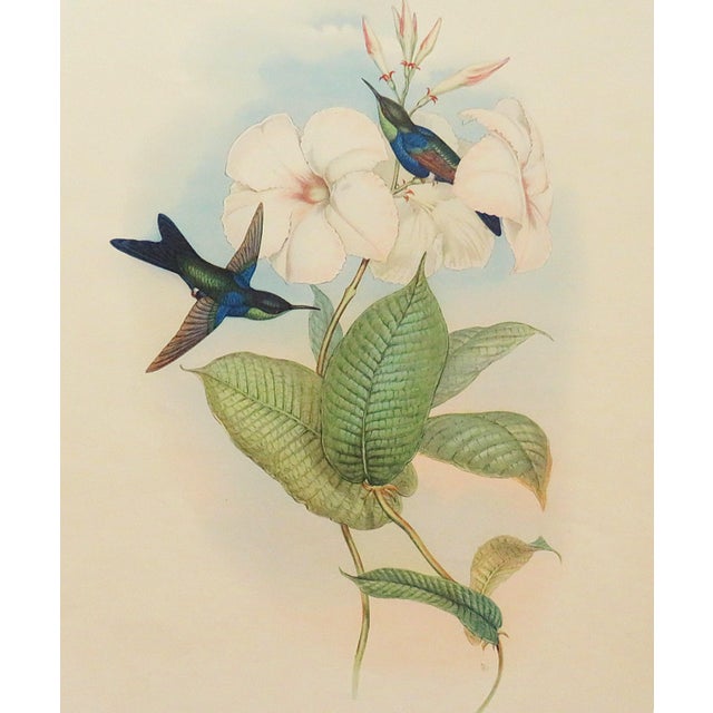 Pair of Vintage John Gould Hummingbird & Flowers Lithographs Prints ...