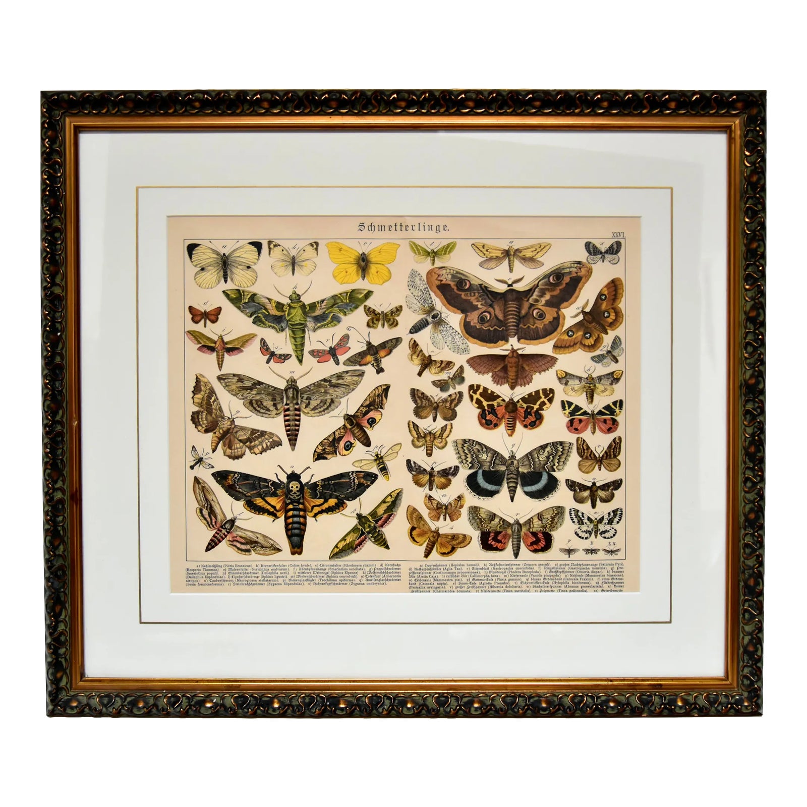 Antique 19th Century Animalia Lithograph Print of Butterflies & Moths ...