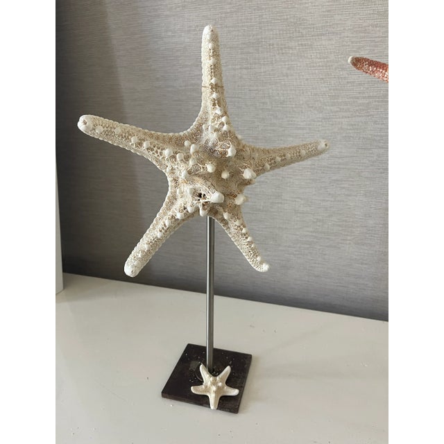 Coastal Boho 3 Sea Stars Sea Shells Specimens on Stands Marine Decor ...