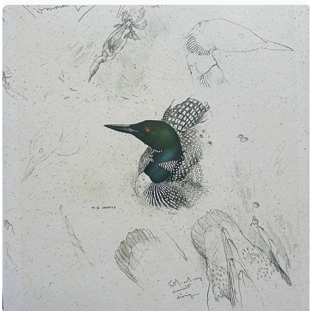 1960s Martin Glen (M.G.) Loates, Common Loon Study Drawing | Chairish