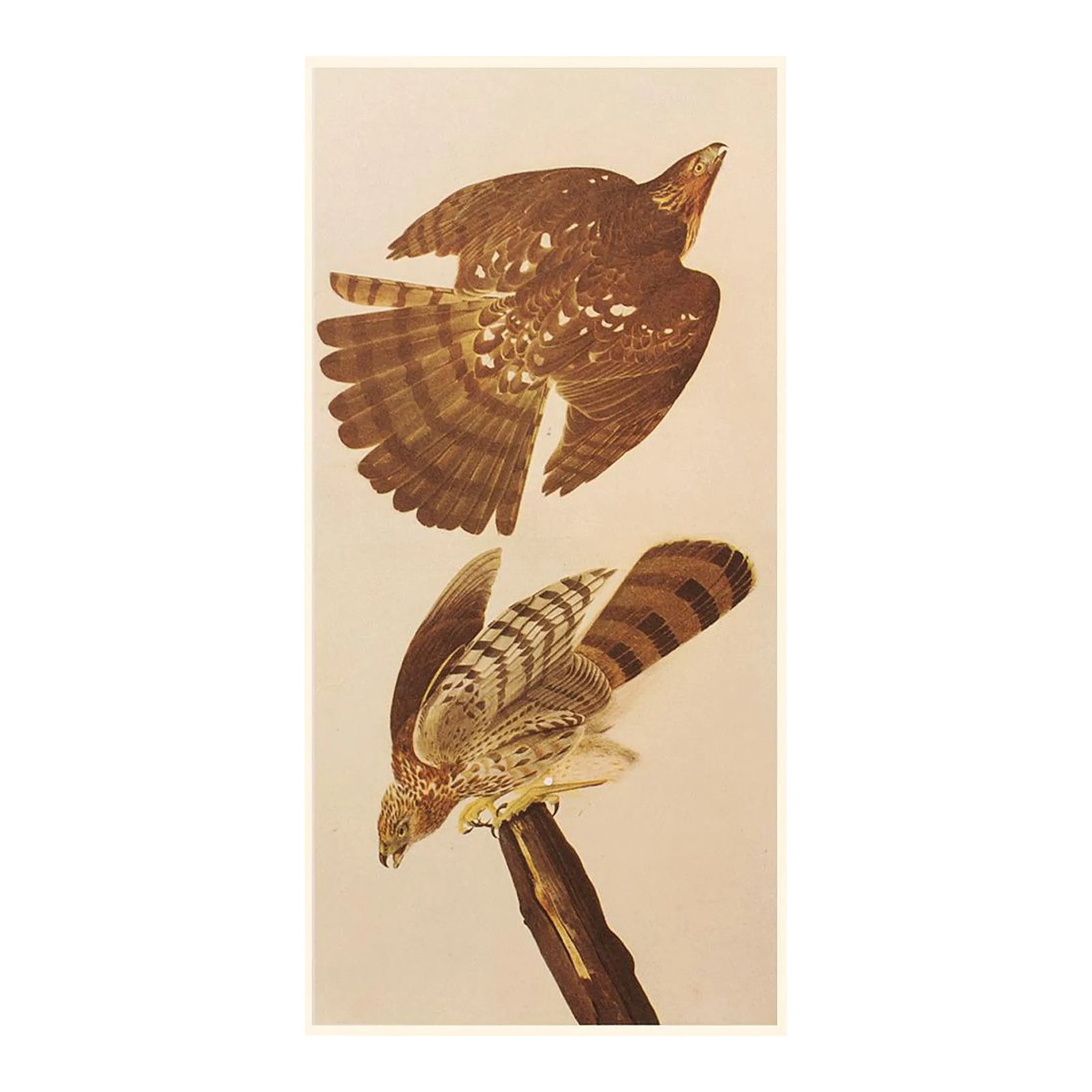 1966 Vintage Farmhouse Cottage Style Print "Stanley Hawk" After John ...