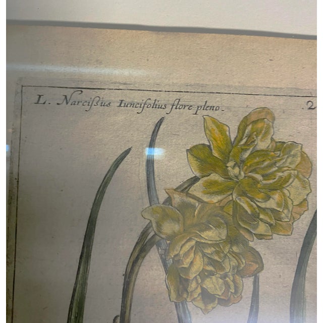 Antique Botanical Narcissus From Hortus Floridus 1614 Woodcut on Paper ...
