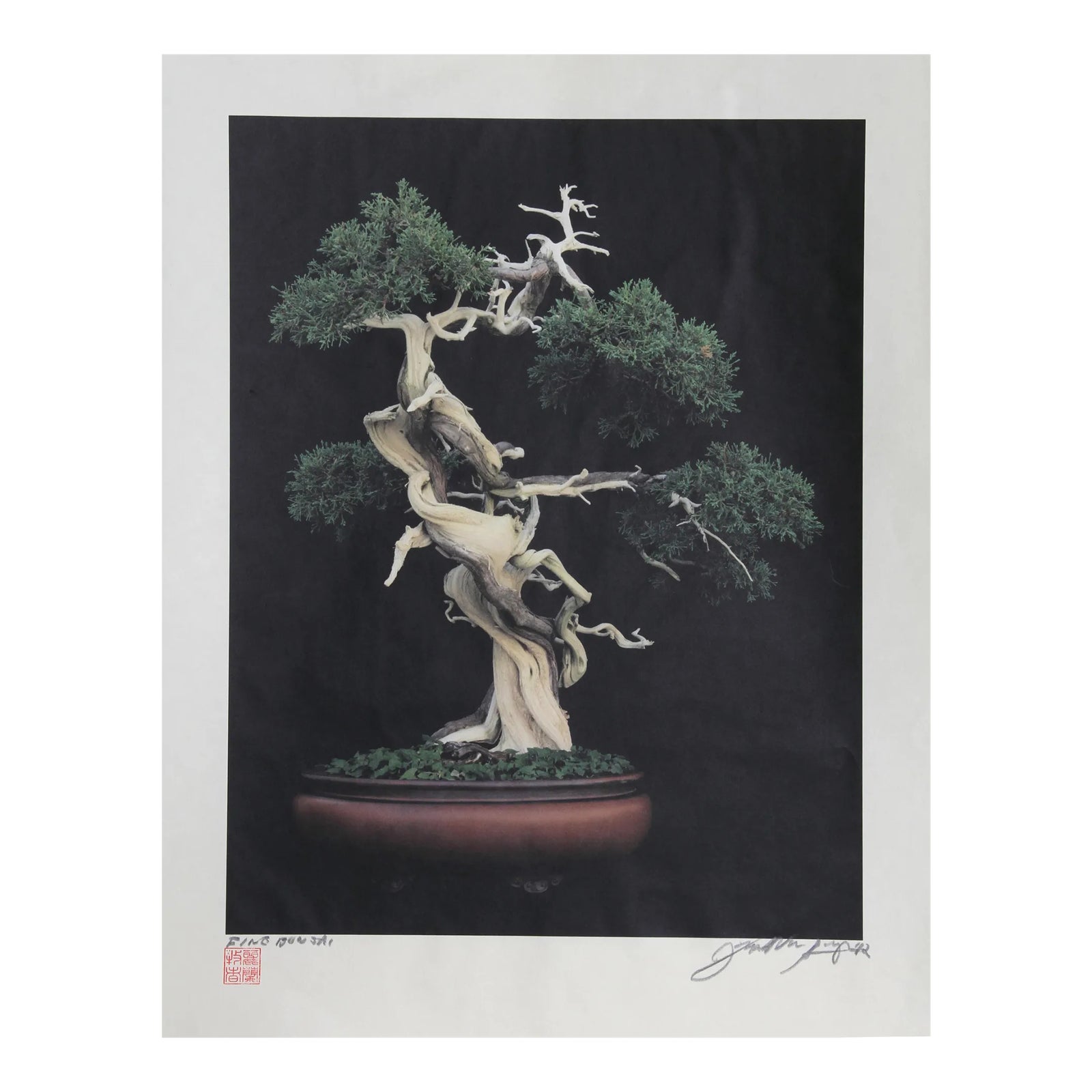 Bonsai, Jonathan Singer, Photograph | Chairish