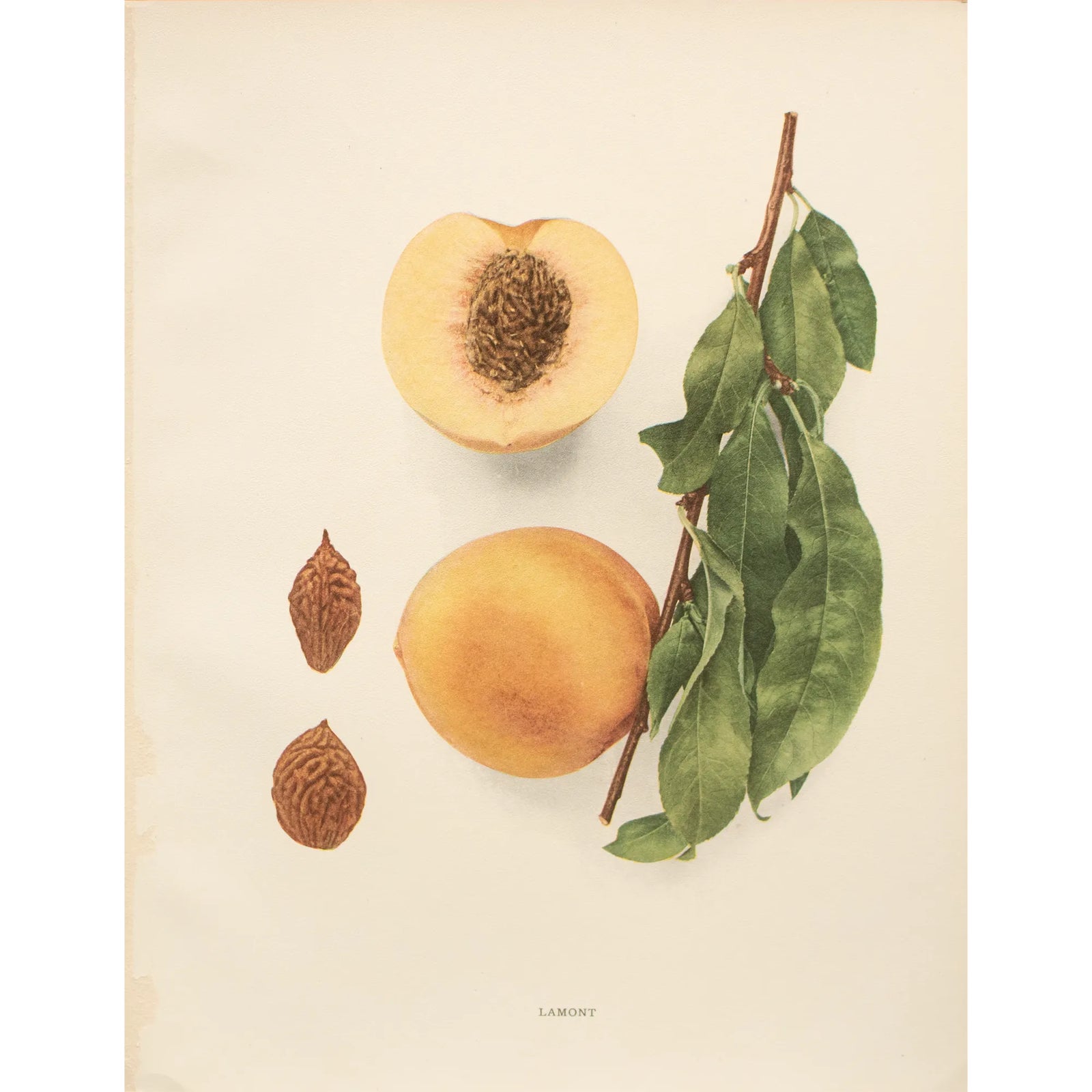 1900s U. P. Hedrick, Original Antique Photogravure of Lamont Peaches ...