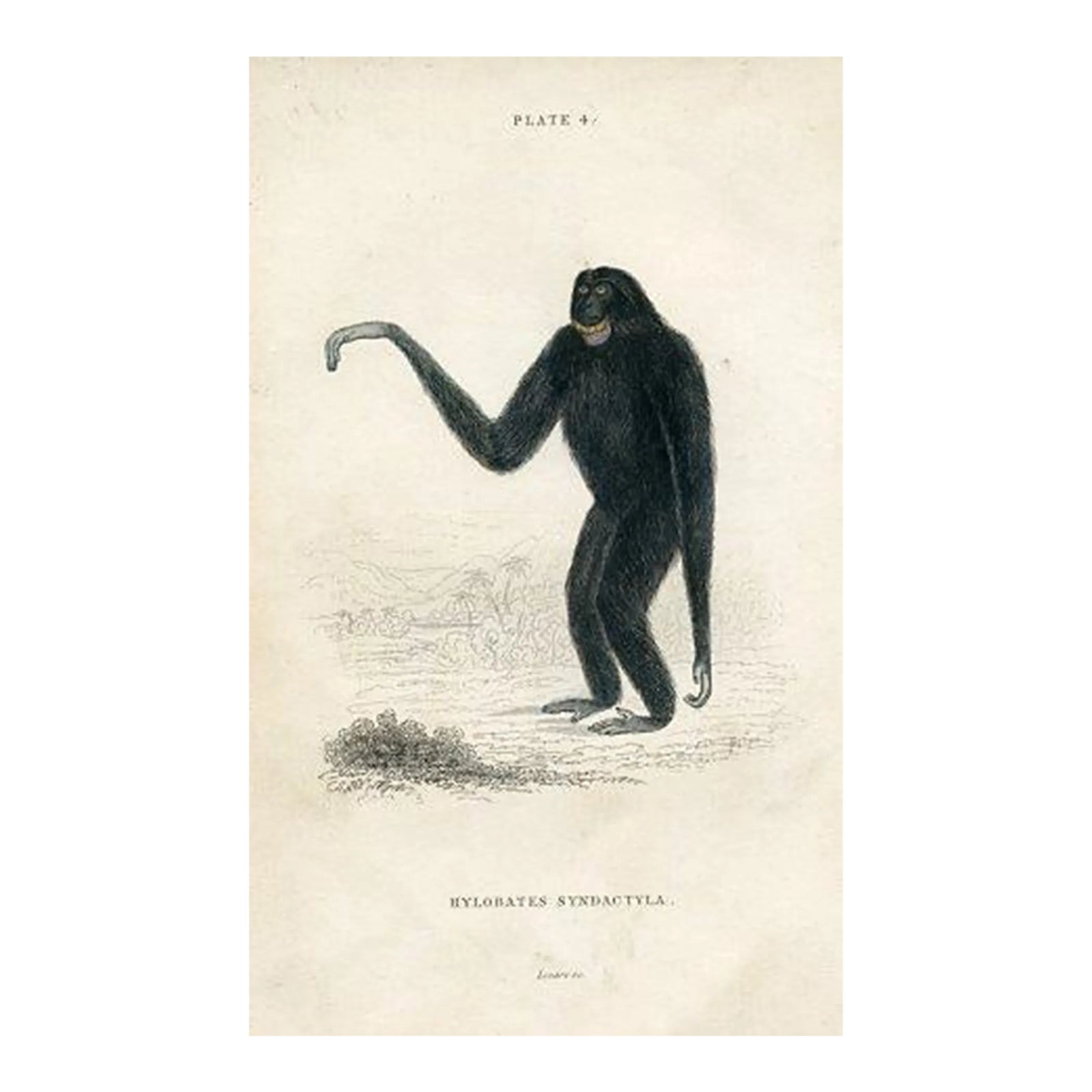1833, Siaming Print, Original Hand Colored Monkey Engraving, England ...
