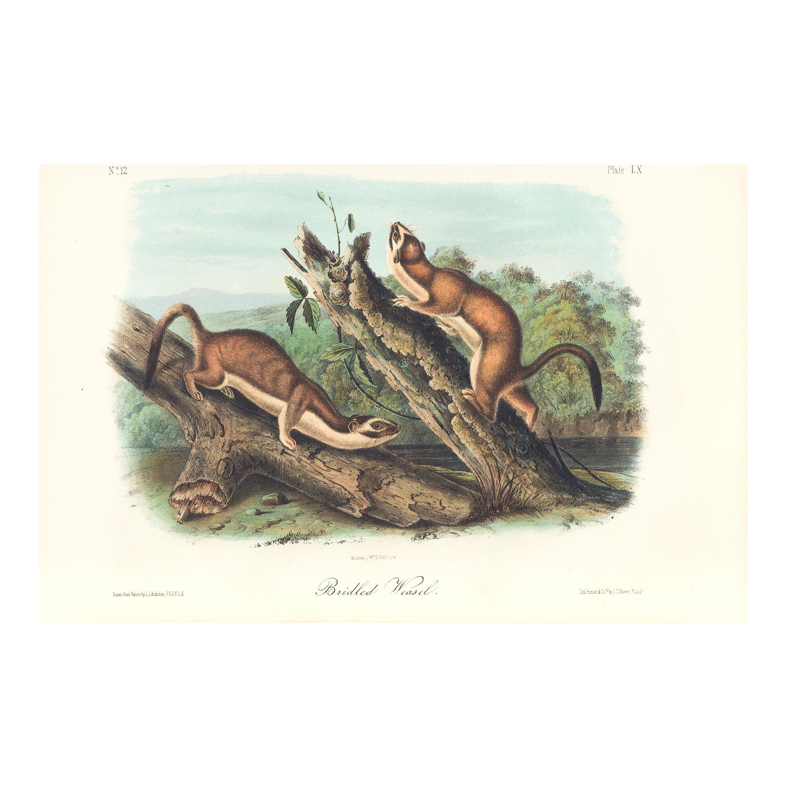 1851 Audubon Quadruped Octavo Lithograph "Plate 60 Bridled Weasel ...