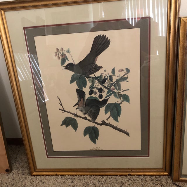 1960s Vintage After Audubon Study Prints, Framed - Set of 3 | Chairish