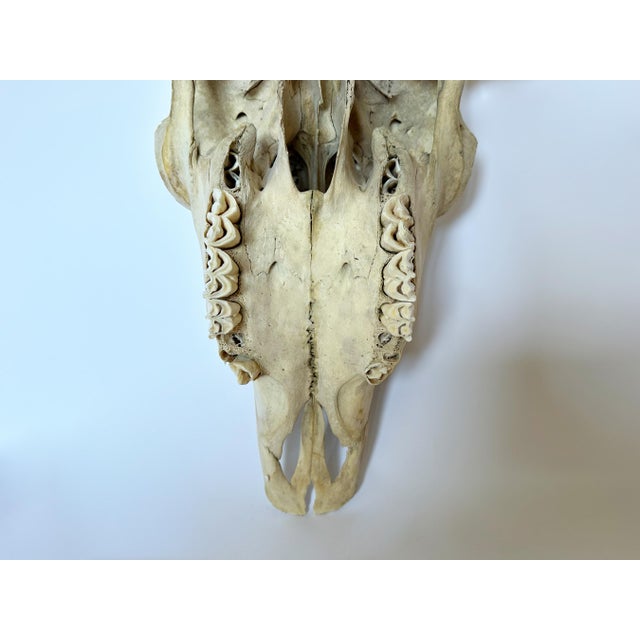 1930's Primitive Western Decor Buffalo Animal Skull | Chairish