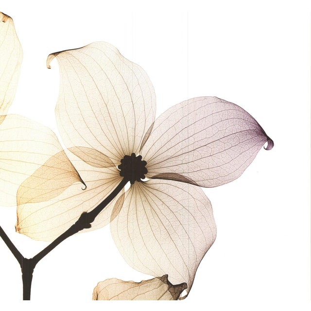 2003 Steven Meyers 'Dogwood' Photography Offset Lithograph | Chairish