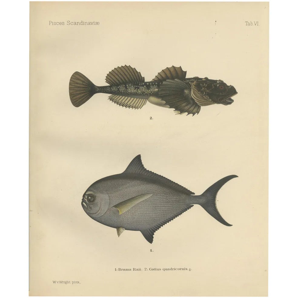 Rays Bream and Fourhorn Sculpin, Scandinavian Fish, Lithograph, 1895 ...