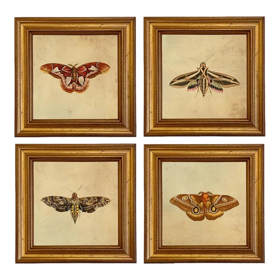 Set of 4 Vintage Style Moth Prints, Framed | Chairish