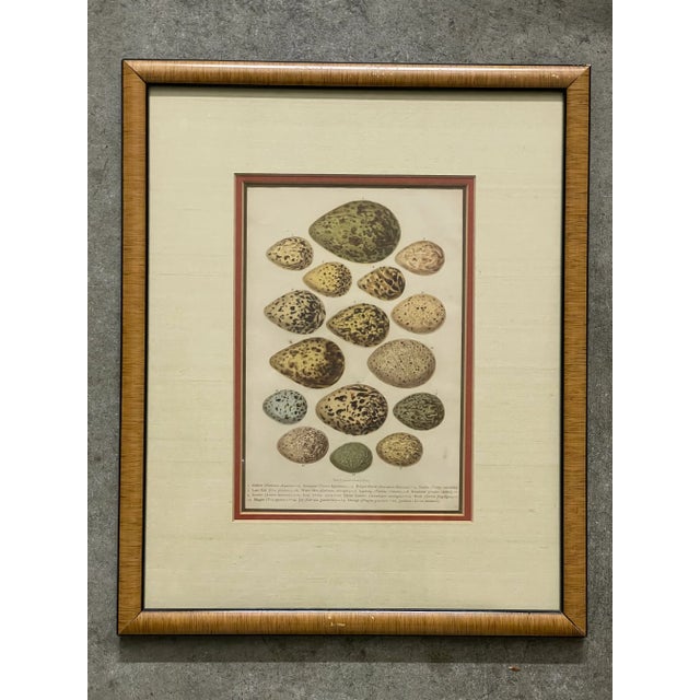 Set of Two Bird Egg Prints, 1869 by Thomas Rymer Jones | Chairish