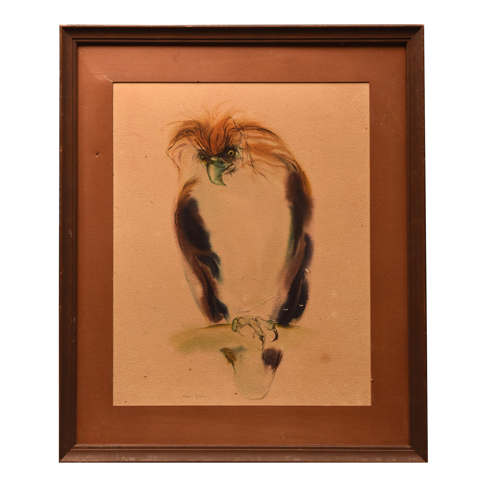 1970s Watchful Gaze (Philippine Eagle), Framed | Chairish